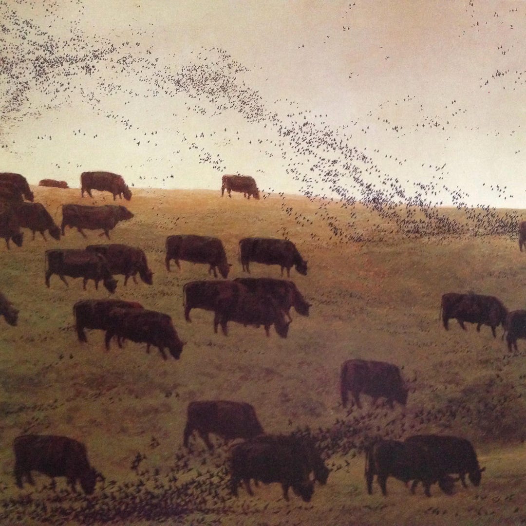 Jamie James Wyeth Grackles and Angus Cows Vintage Lithograph to Frame ...
