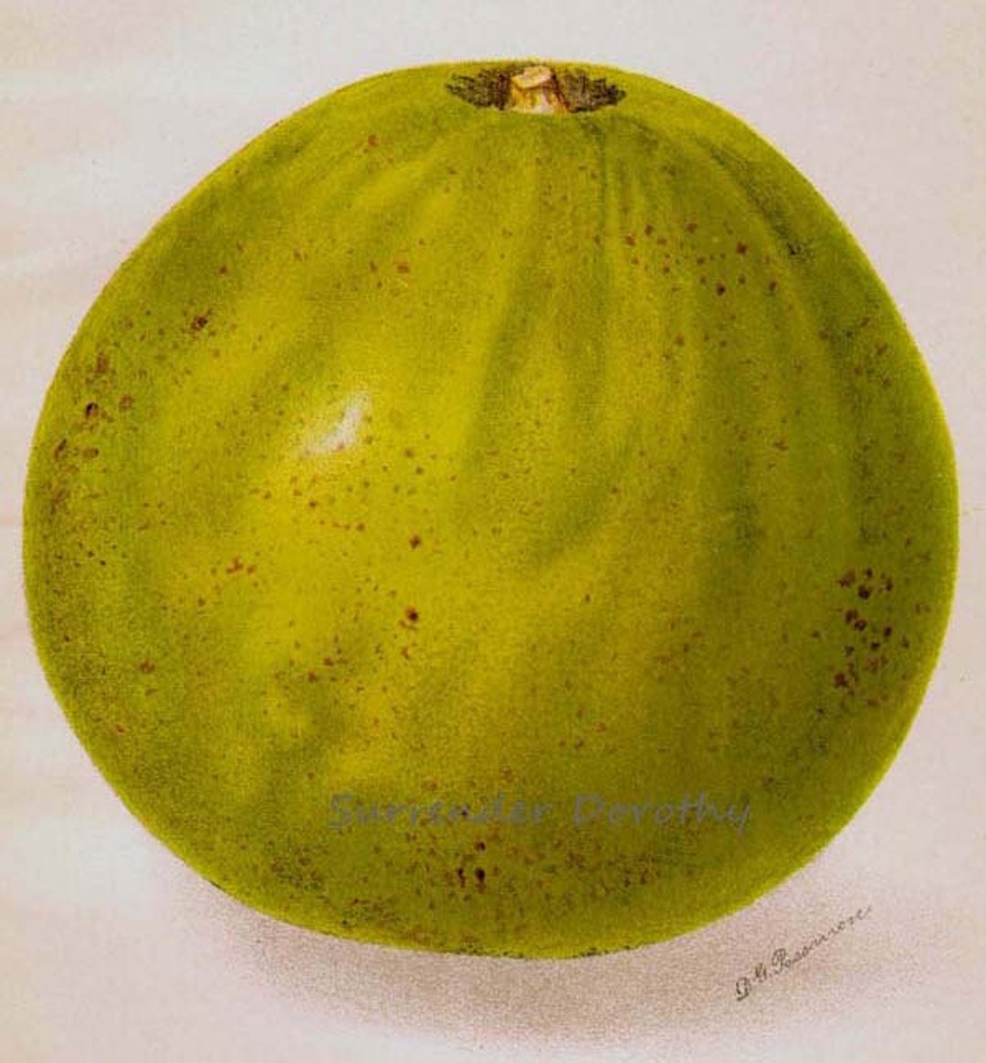 Trapp Avocado 1903 USDA Botanical Lithograph Department of Agriculture ...