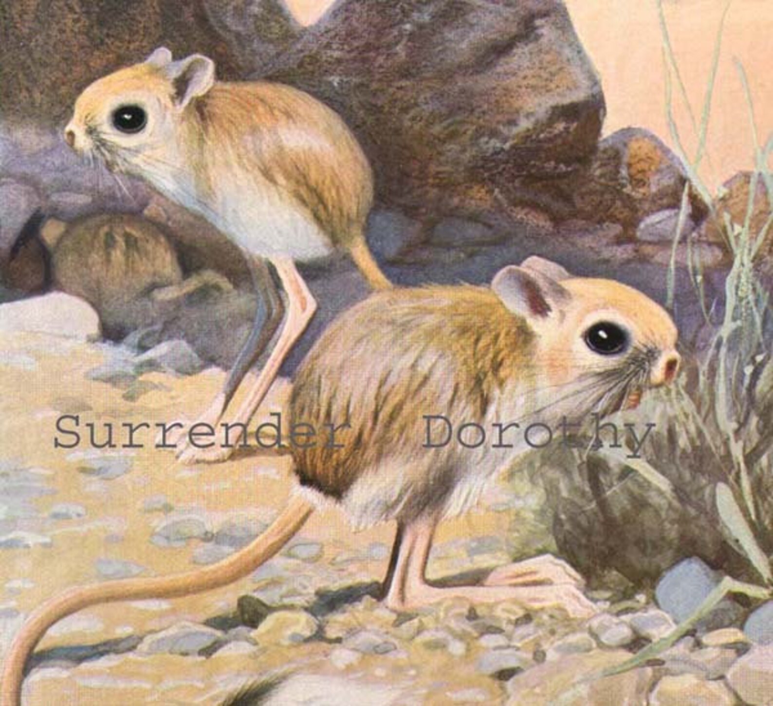 Kangaroo Mouse Natural History Lithograph Illustration Germany | Etsy