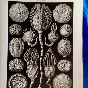 Crystoidea Extinct Marine Formations Haeckel Vintage Print Natural ...