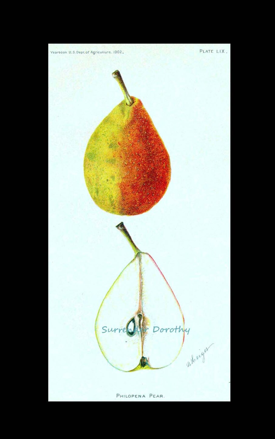 Philopena Pear 1902 USDA Vintage Botanical Lithograph Edwardian ...