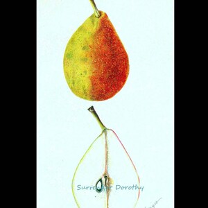 Philopena Pear 1902 USDA Vintage Botanical Lithograph Edwardian ...