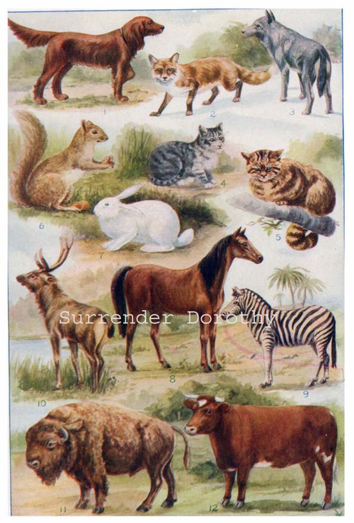 Mammal Chart Cat Rodent Horse Cattle Animal Showing Order - Etsy