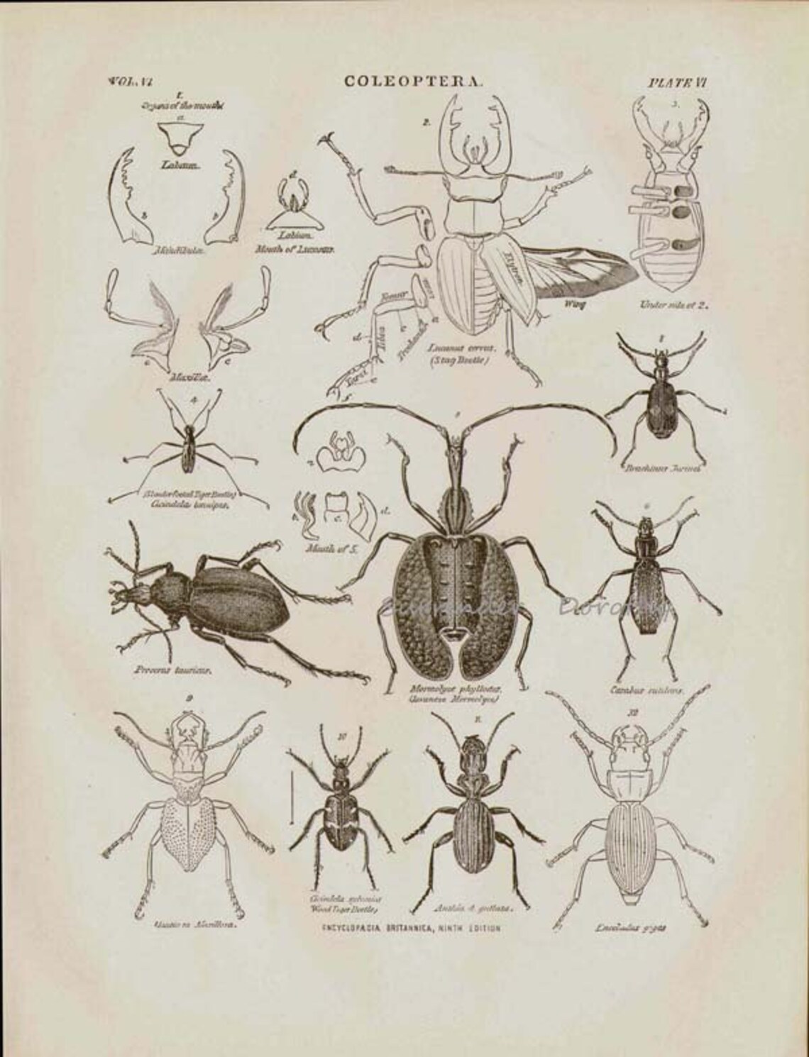 Beetles Coleoptera VI 1892 Victorian Entomology Antique Chart | Etsy