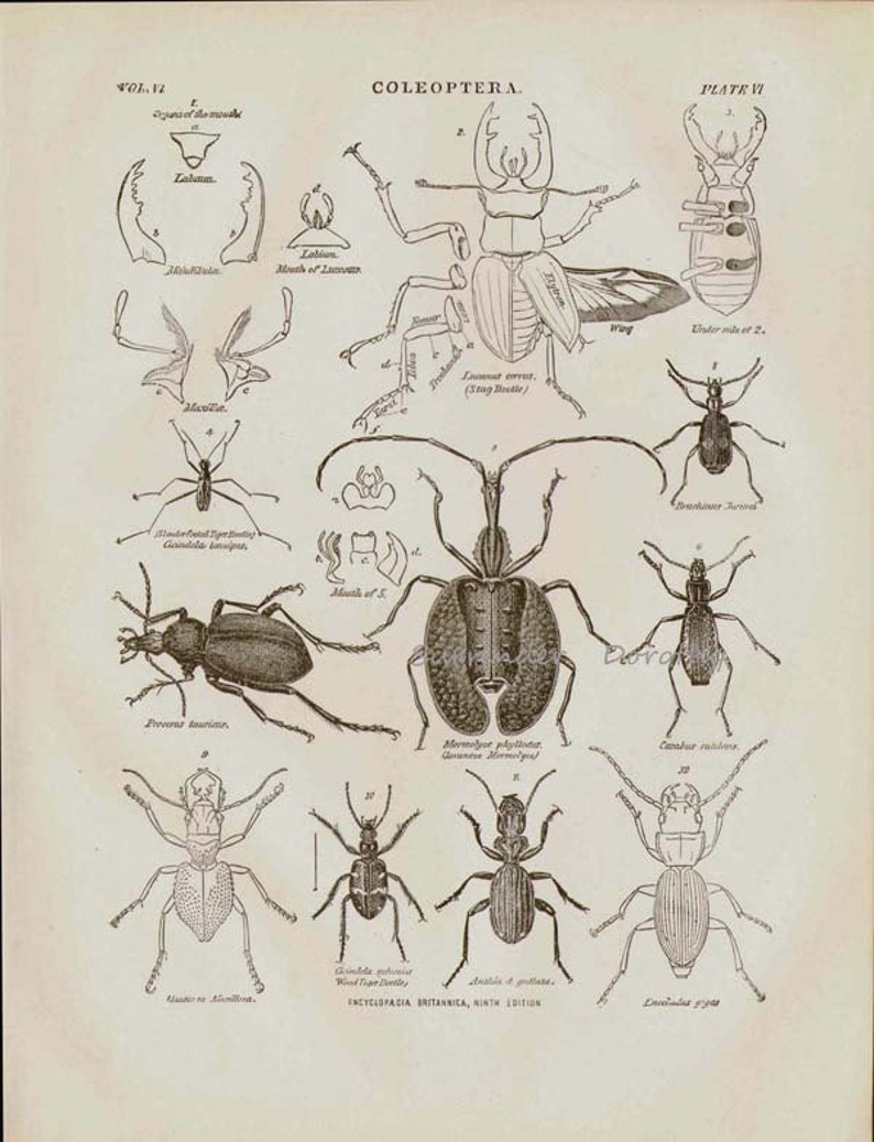 Beetles Coleoptera VI 1892 Victorian Entomology Antique Chart of ...