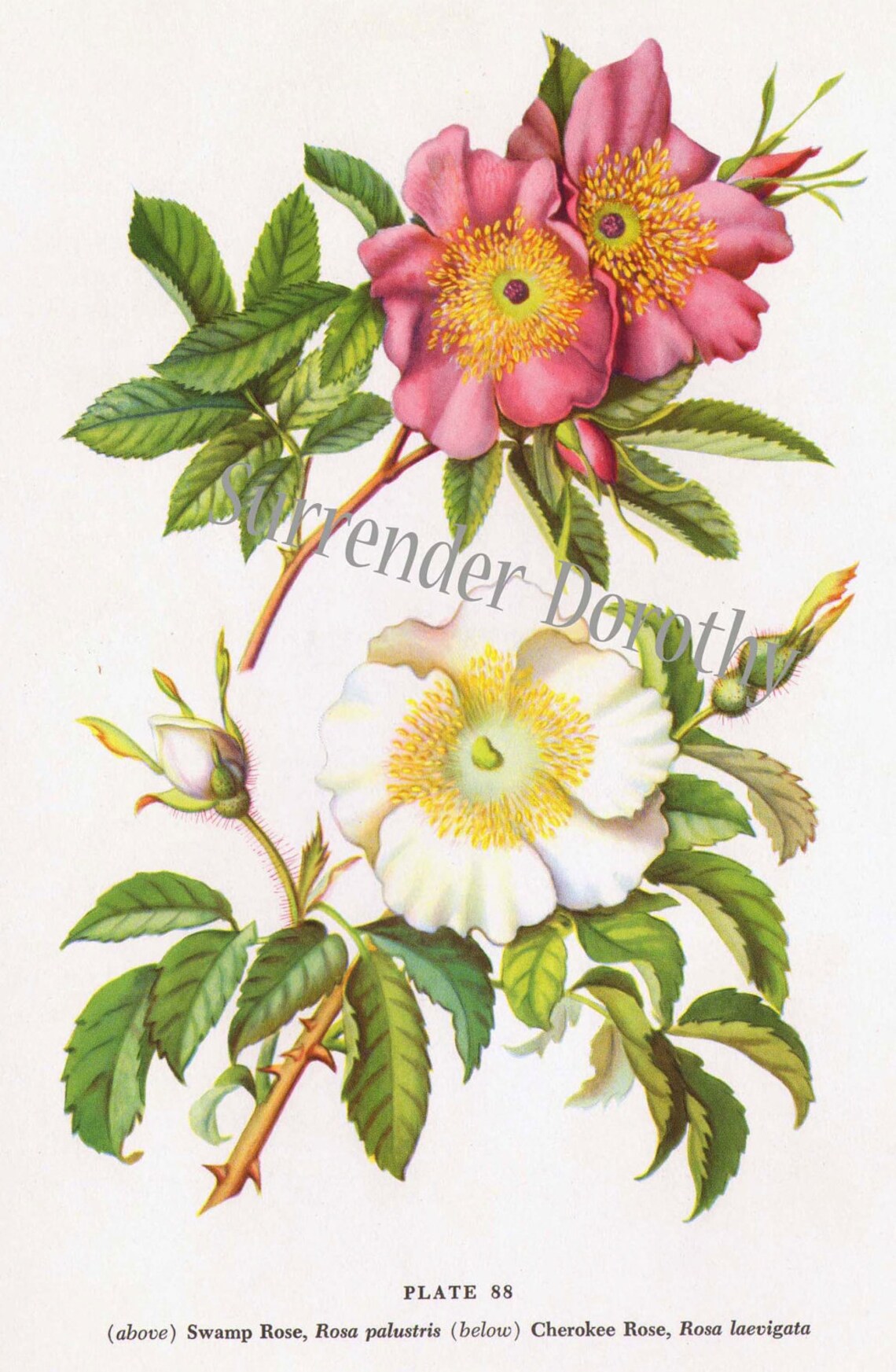 Cherokee & Swamp Rose Wild Roses Flowers Vintage Botanical Lithograph ...