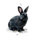 6 Printable Bunny Rabbit Painting/watercolor/digital Download/holland ...