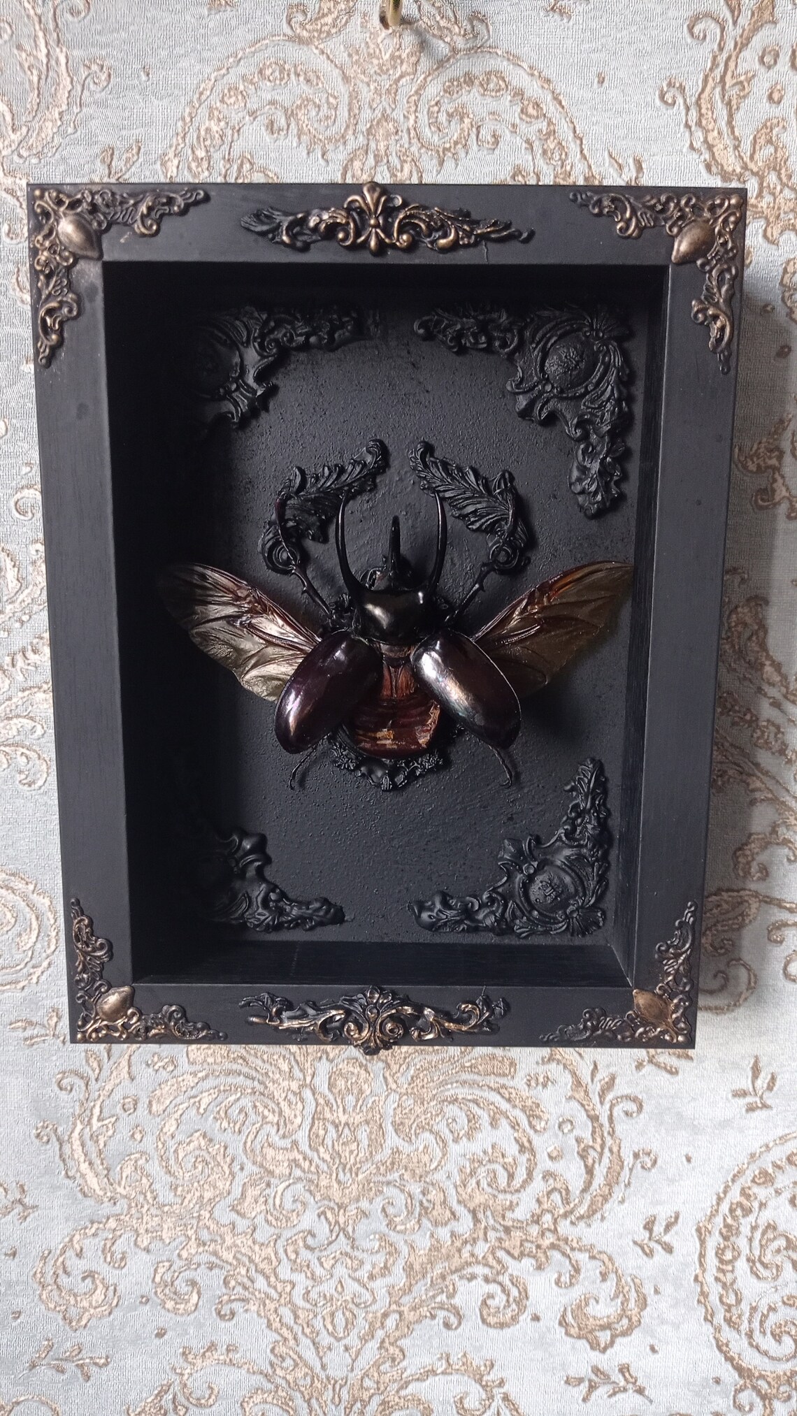 Made to Order Real Framed Beetle Chalcosoma Atlas Taxadermy Handmade ...