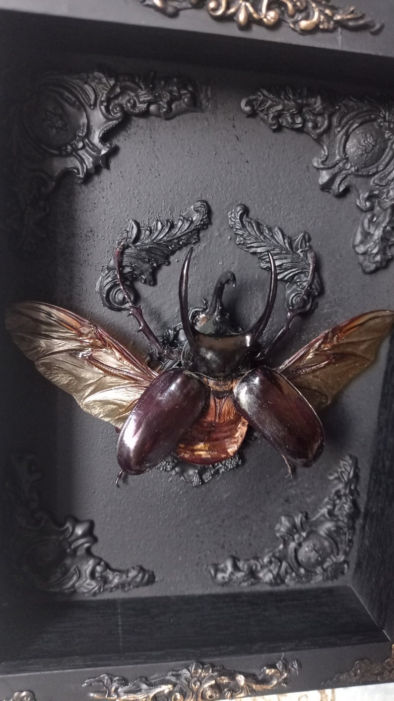 Made to Order Real Framed Beetle Chalcosoma Atlas Taxadermy Handmade ...