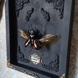 Made to Order Real Framed Beetle Chalcosoma Atlas Taxadermy Handmade ...