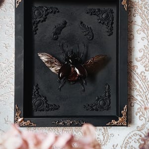 Made to Order Real Framed Beetle Chalcosoma Atlas Taxadermy Handmade ...