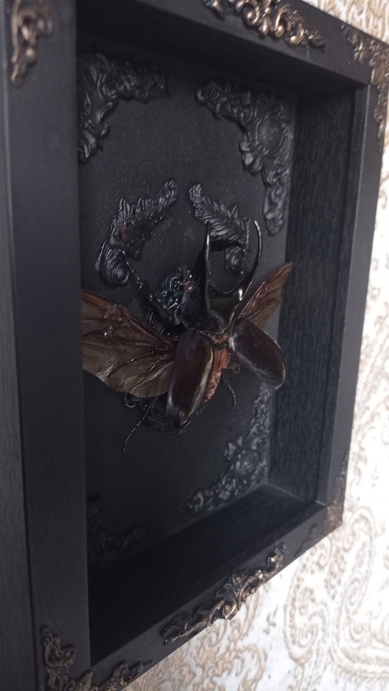 Made to Order Real Framed Beetle Chalcosoma Atlas Taxadermy Handmade ...