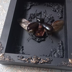 Made to Order Real Framed Beetle Chalcosoma Atlas Taxadermy Handmade ...