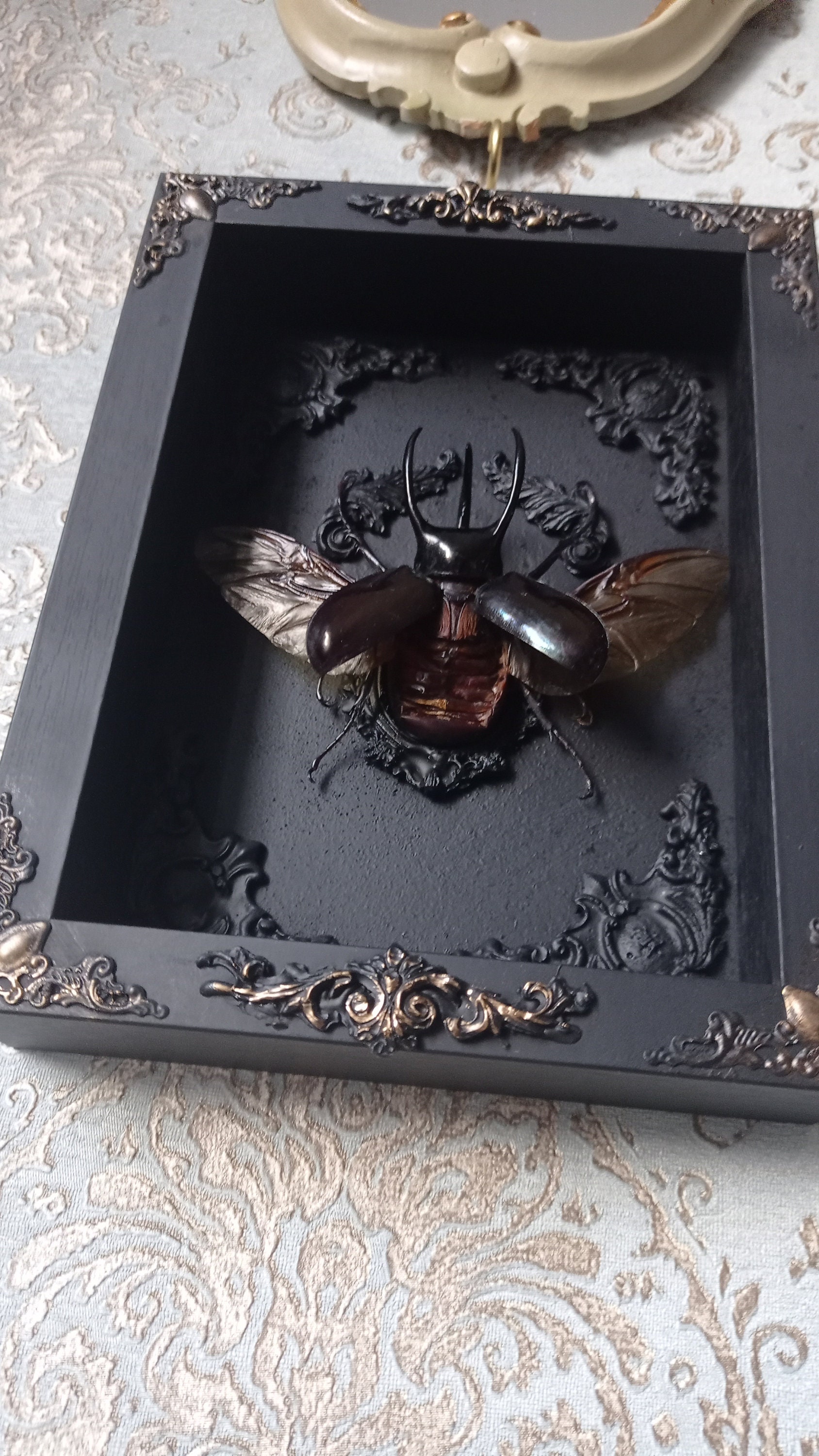 Made to Order Real Framed Beetle Chalcosoma Atlas Taxadermy Handmade ...