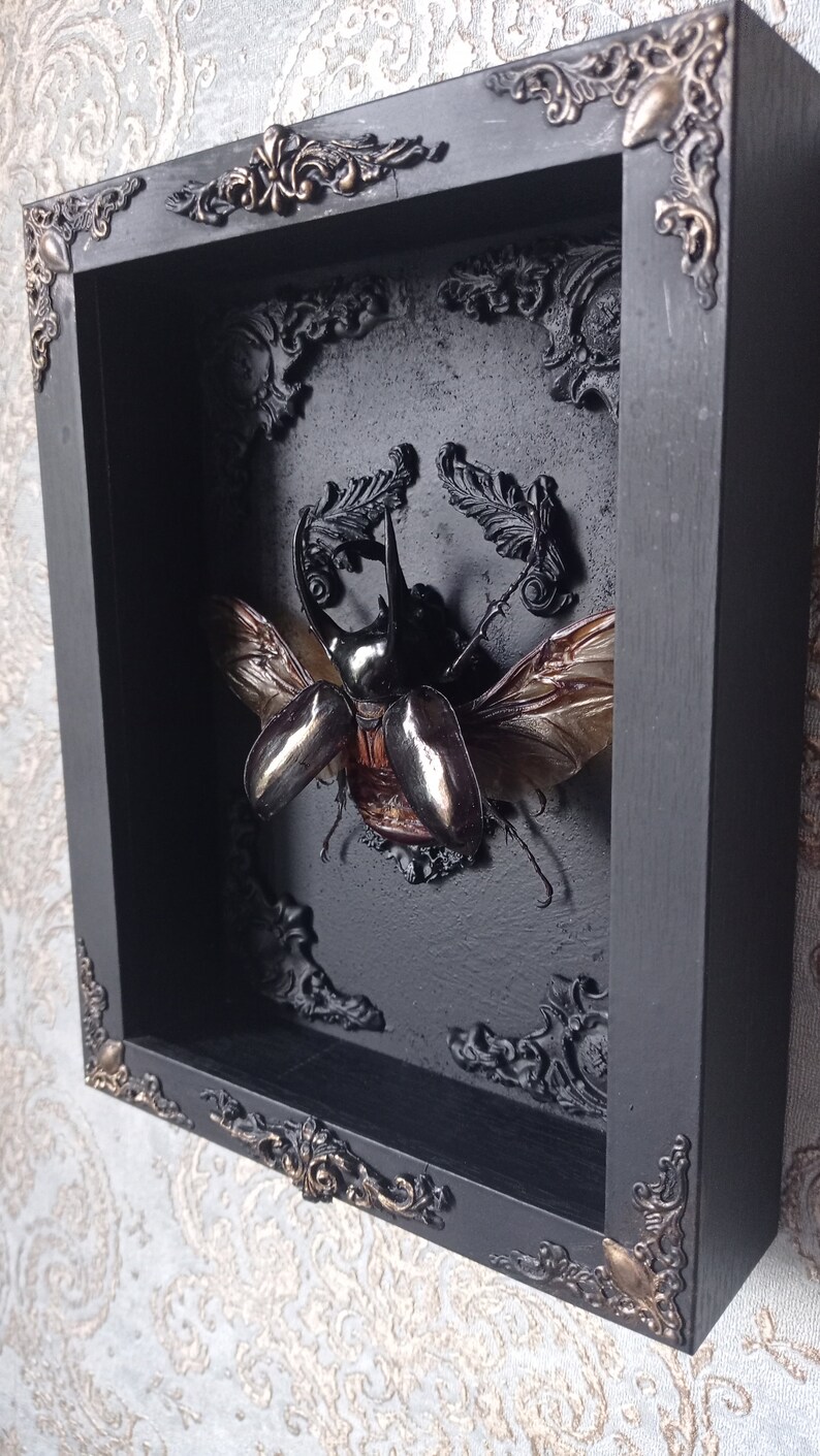 Made to Order Real Framed Beetle Chalcosoma Atlas Taxadermy Handmade ...
