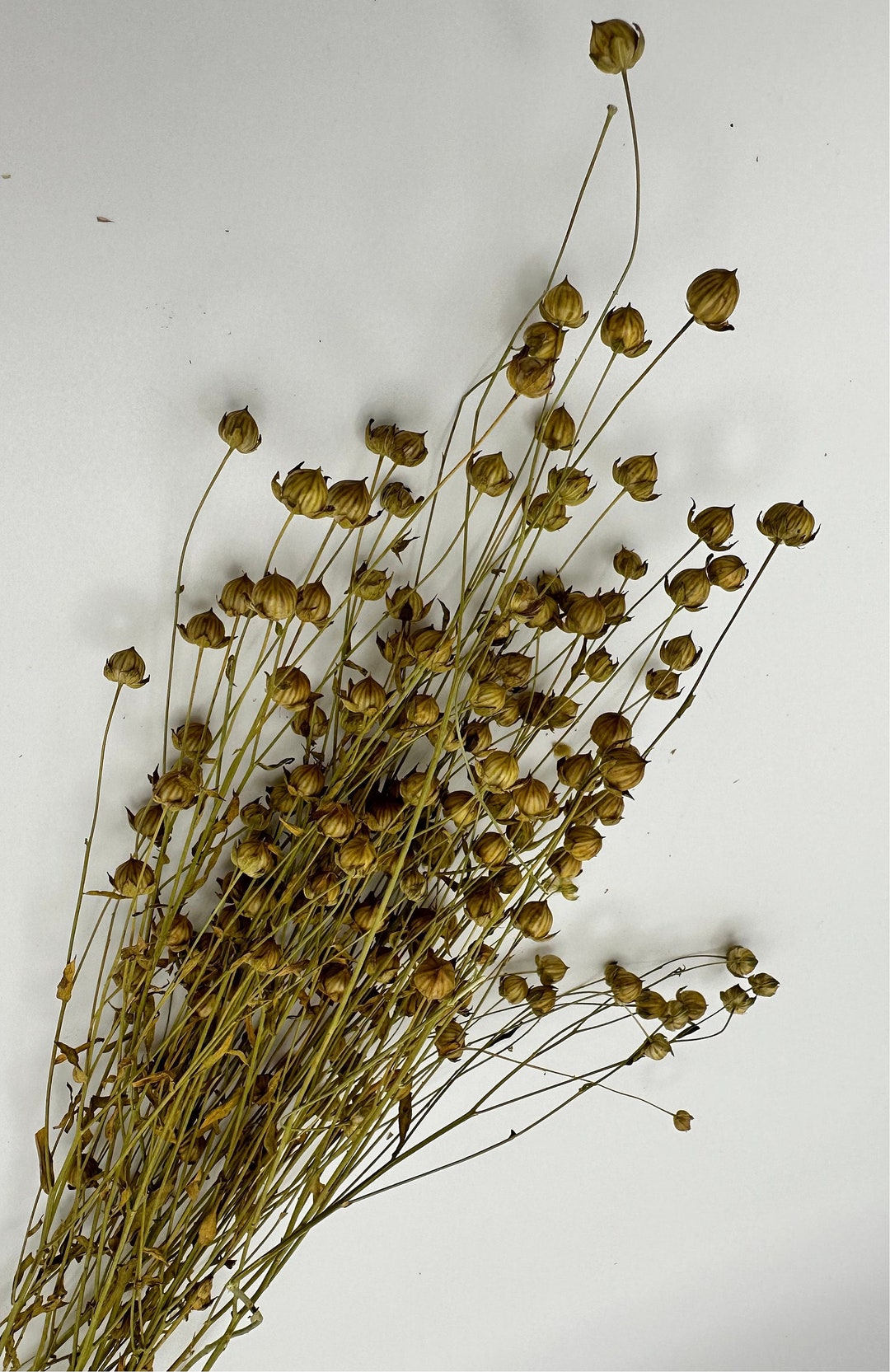 Flax Spray Hamster | Mice | Birds Natural Treat and Enrichment - Etsy UK