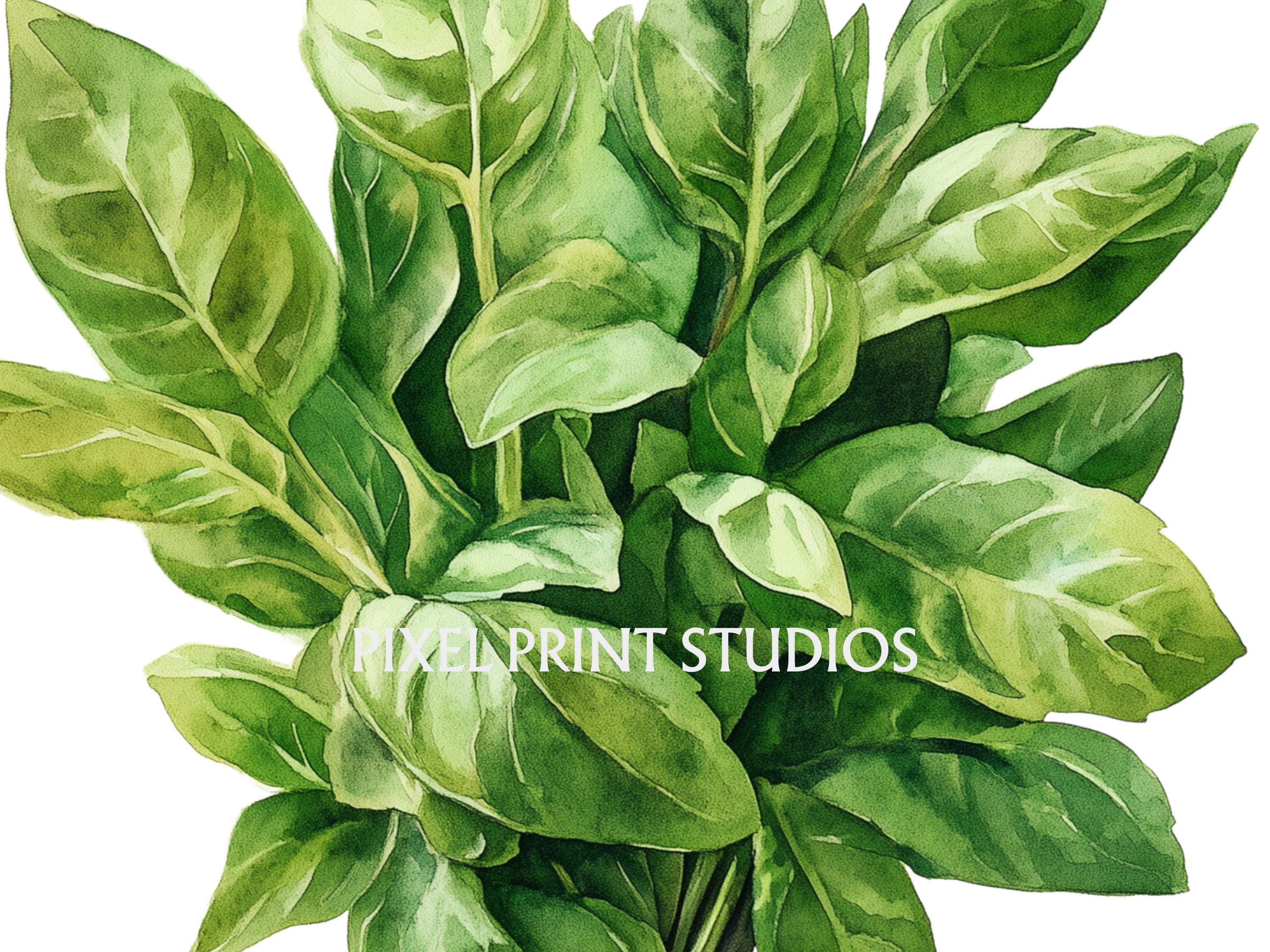 Watercolor Basil Botanical Clipart | Commercial License | SINGLE IMAGE ...