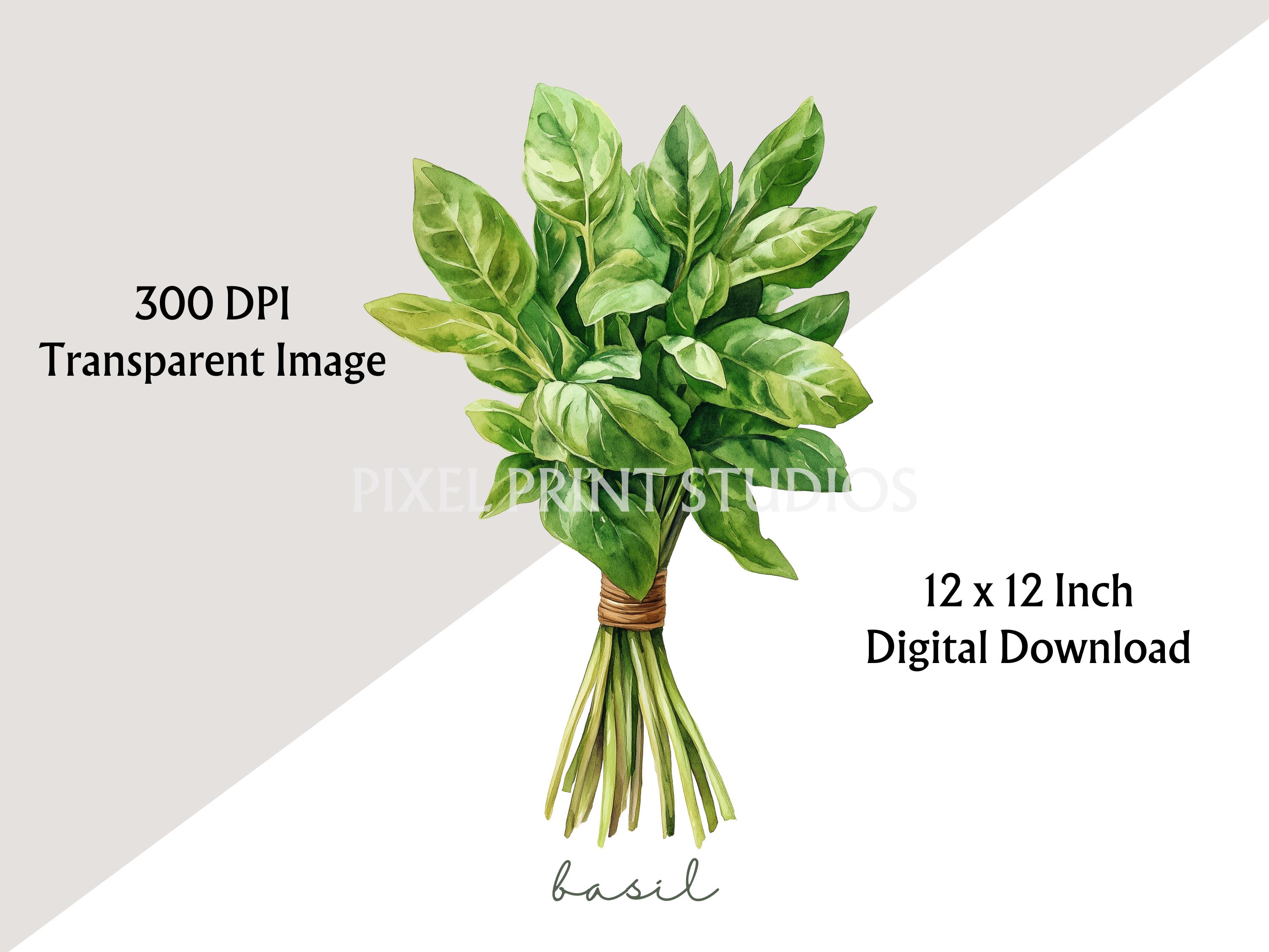 Watercolor Basil Botanical Clipart | Commercial License | SINGLE IMAGE ...
