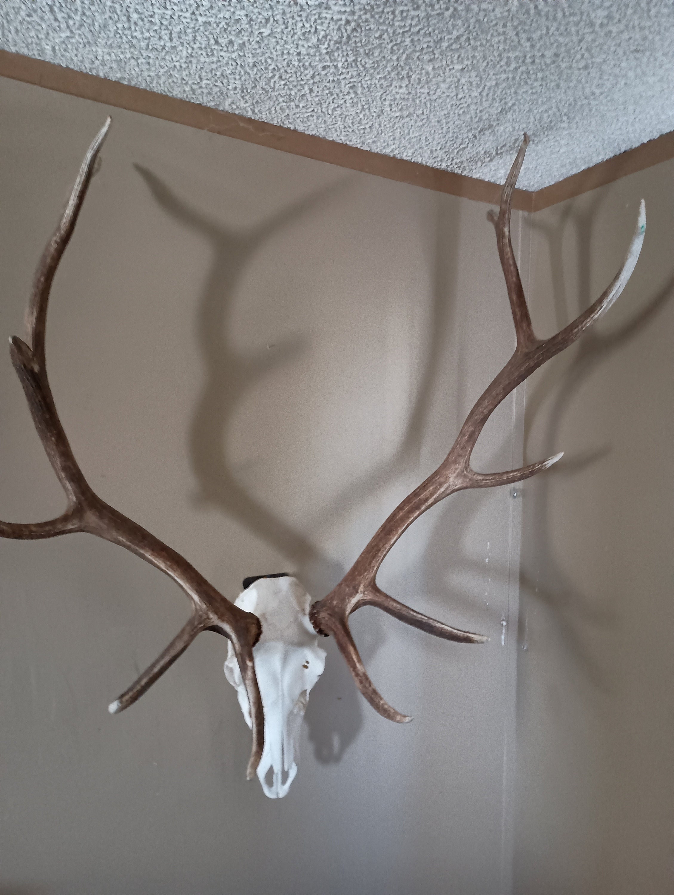 European Elk Mount Skull Hanger - Etsy