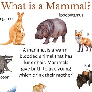 What is a Mammal? - Animal Group Posters - Classroom Decor Nature Study ...