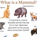 What is a Mammal? - Animal Group Posters - Classroom Decor Nature Study ...