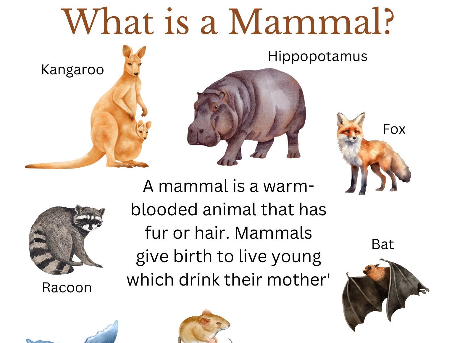 What is a Mammal? - Animal Group Posters - Classroom Decor Nature Study ...