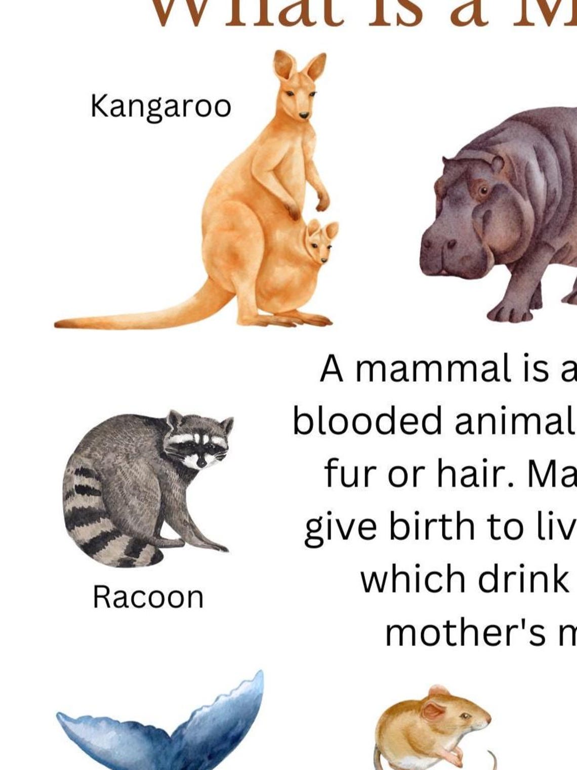 What is a Mammal? - Animal Group Posters - Classroom Decor Nature Study ...