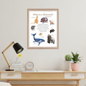 What is a Mammal? - Animal Group Posters - Classroom Decor Nature Study ...