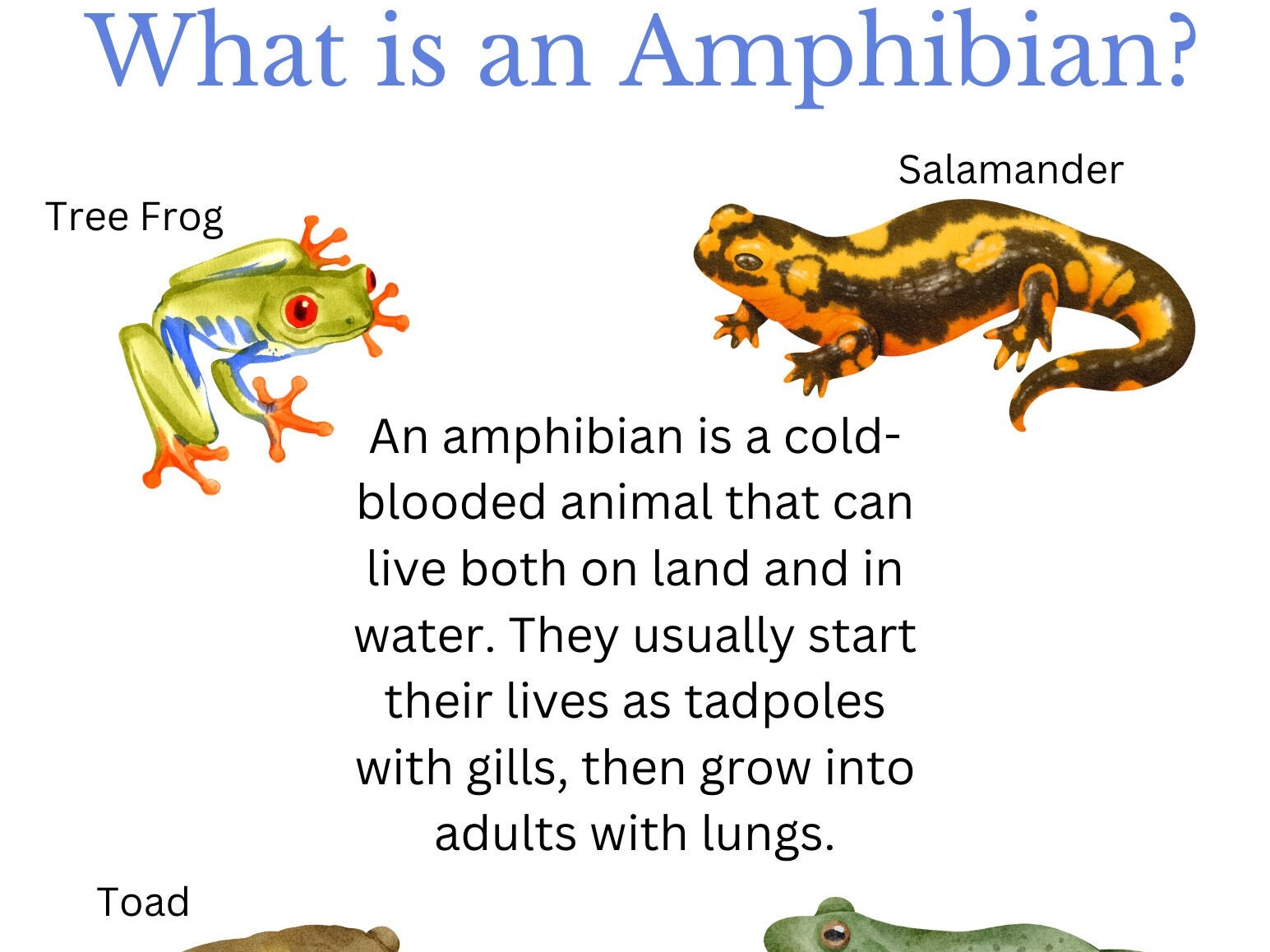 What is an Amphibian? - Animal Group Posters - Classroom Decor Nature ...