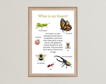 What is an Invertebrate Animal Group Posters Classroom Decor Nature ...