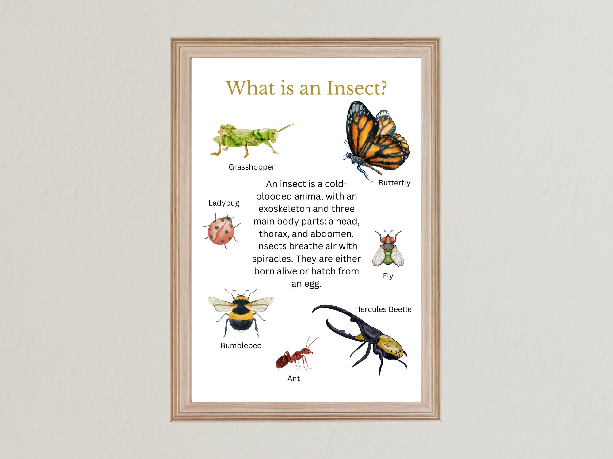 What is an Insect? - Animal Group Posters - Classroom Decor Nature ...