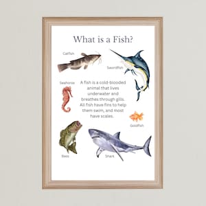 What is a Fish? - Animal Group Posters - Classroom Decor Nature Study ...