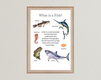 What is an Invertebrate Animal Group Posters Classroom Decor Nature ...
