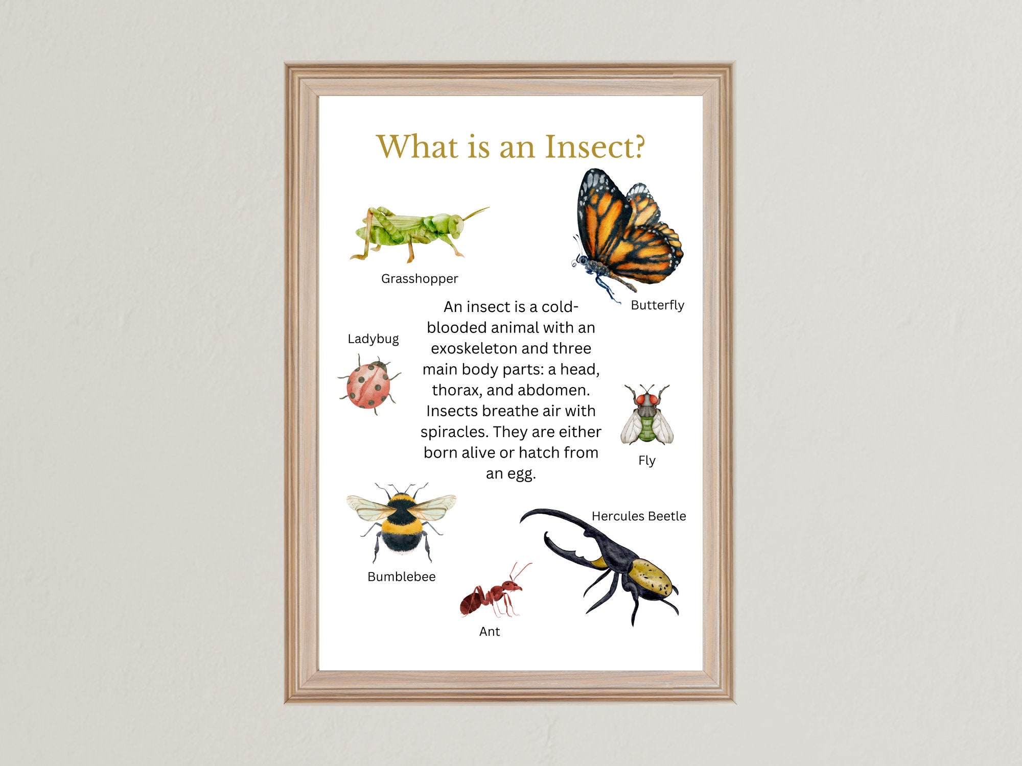 Animal Group Posters - Set of 7 - Classroom Decor Nature Study ...