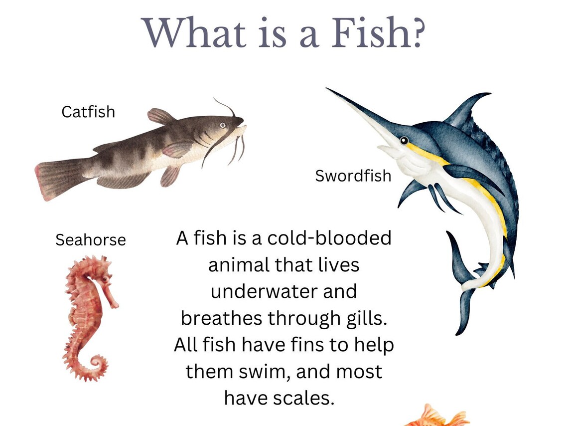 What is a Fish? - Animal Group Posters - Classroom Decor Nature Study ...