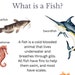 What is a Fish? - Animal Group Posters - Classroom Decor Nature Study ...