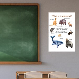 What is a Mammal? - Animal Group Posters - Classroom Decor Nature Study ...