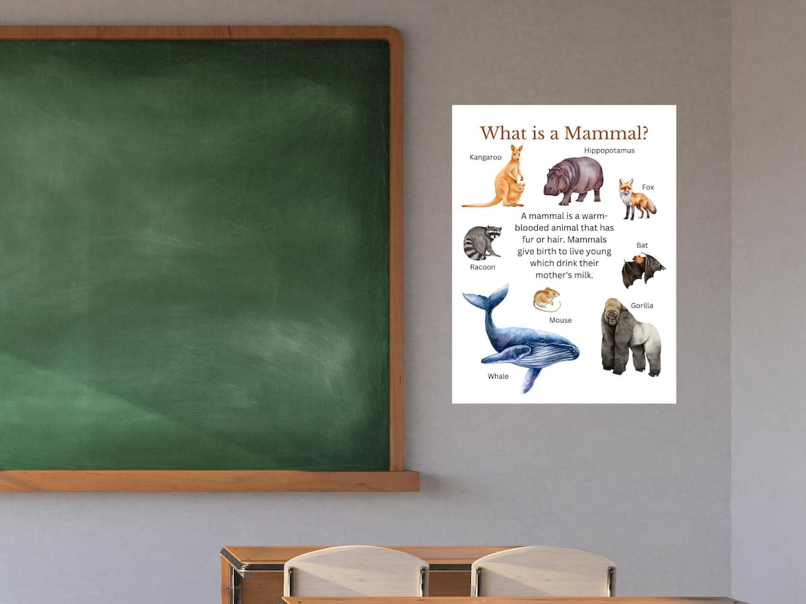 What is a Mammal? - Animal Group Posters - Classroom Decor Nature Study ...