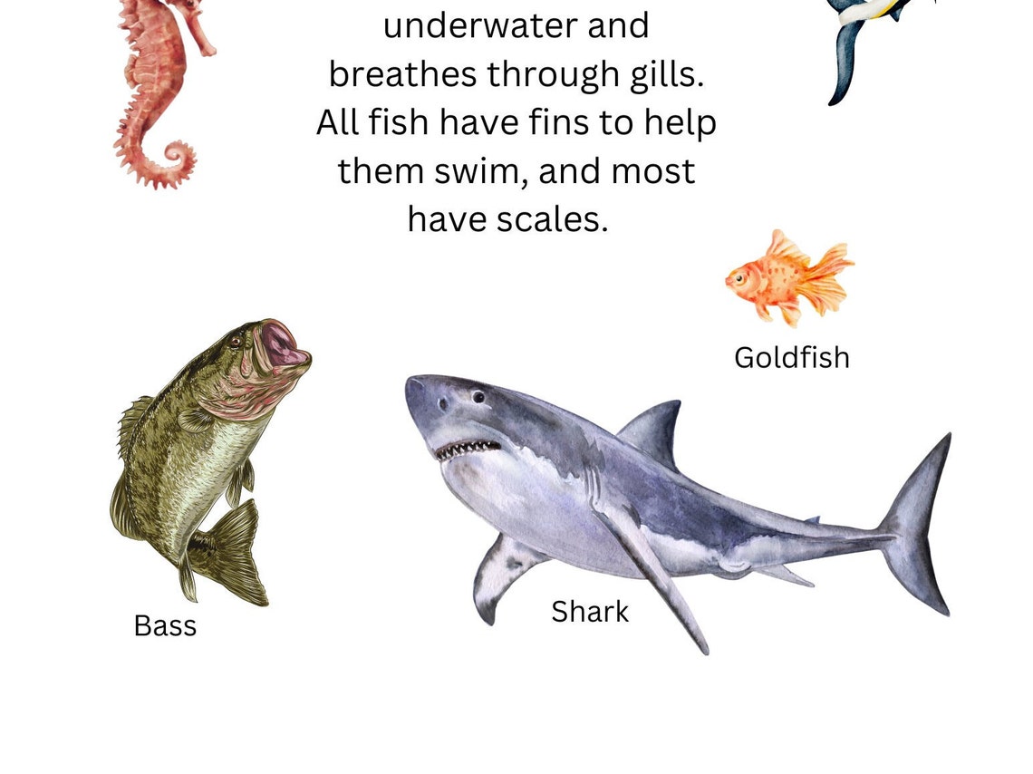 What is a Fish? - Animal Group Posters - Classroom Decor Nature Study ...