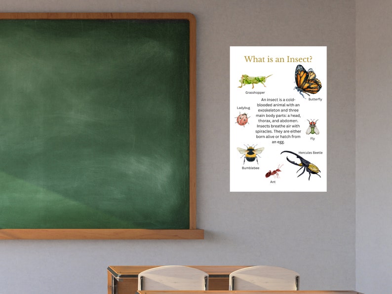 What is an Insect? - Animal Group Posters - Classroom Decor Nature ...