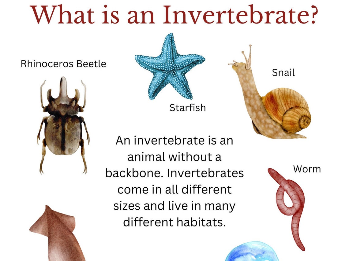 What is an Invertebrate? - Animal Group Posters - Classroom Decor ...