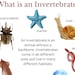 What is an Invertebrate? - Animal Group Posters - Classroom Decor ...