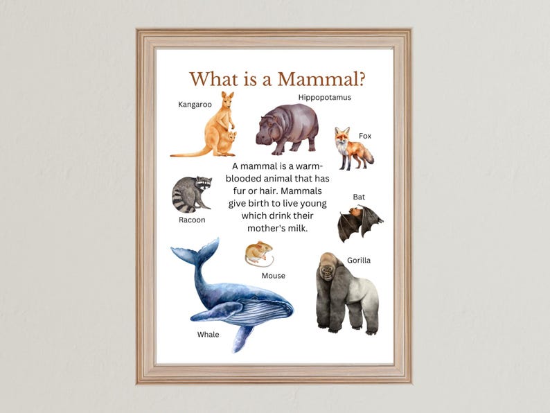 Animal Group Posters - Set of 7 - Classroom Decor Nature Study ...