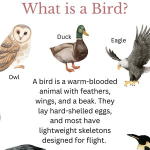 What is a Bird? - Animal Group Posters - Classroom Decor Nature Study ...