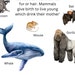 What is a Mammal? - Animal Group Posters - Classroom Decor Nature Study ...