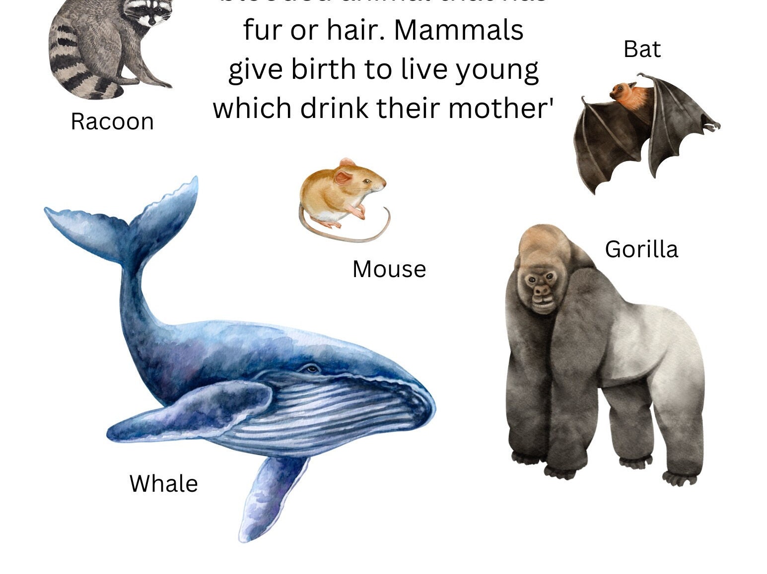 What is a Mammal? - Animal Group Posters - Classroom Decor Nature Study ...