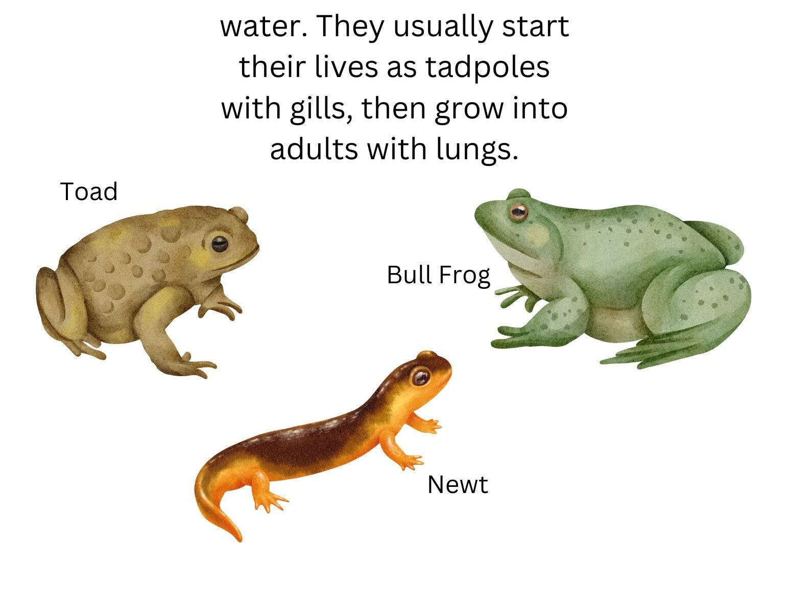 What is an Amphibian? - Animal Group Posters - Classroom Decor Nature ...
