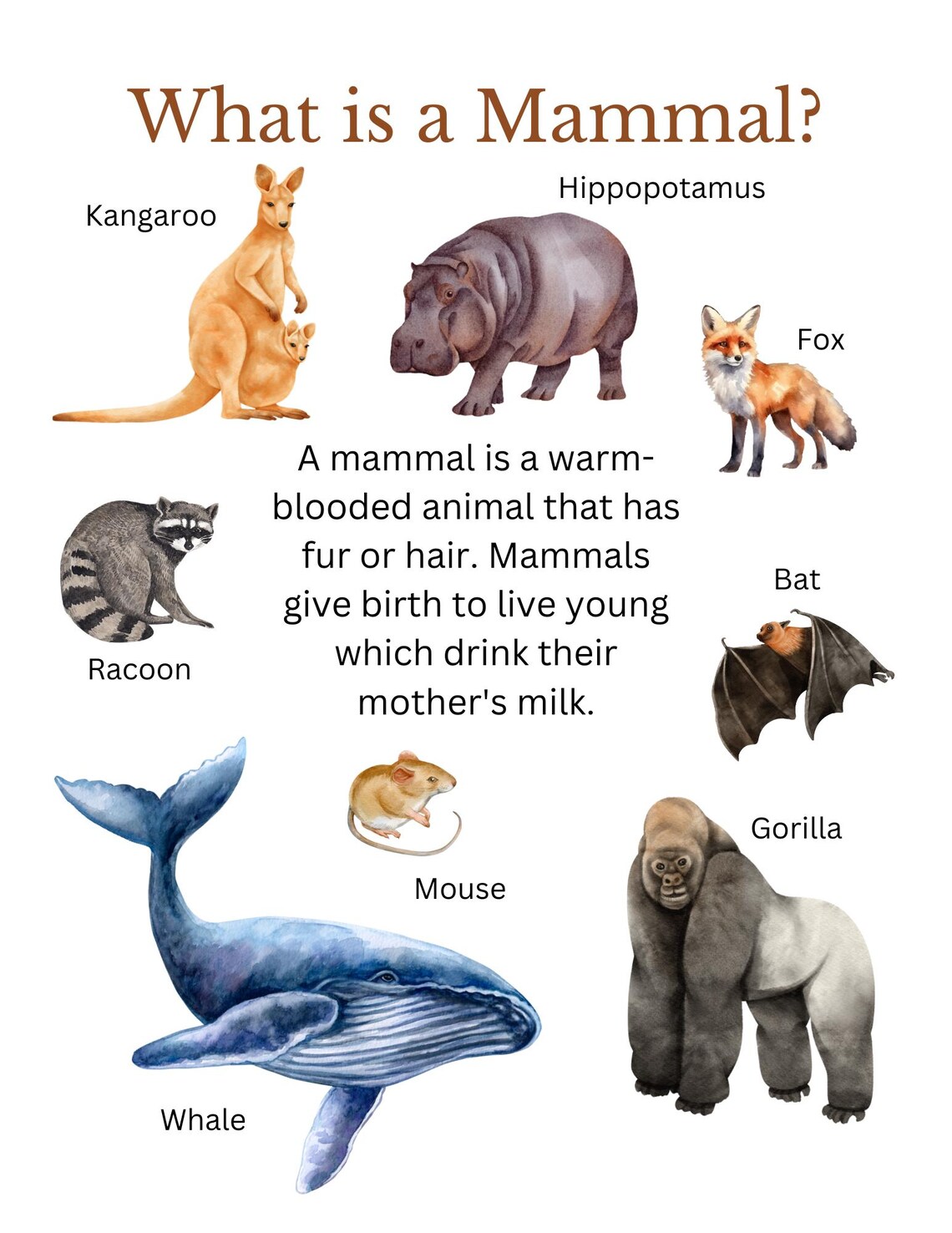 What is a Mammal? - Animal Group Posters - Classroom Decor Nature Study ...