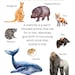 What is a Mammal? - Animal Group Posters - Classroom Decor Nature Study ...