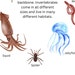 What is an Invertebrate? - Animal Group Posters - Classroom Decor ...